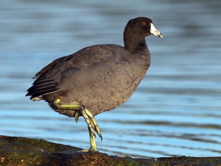 Old Coot or… | NANMYKEL.COM